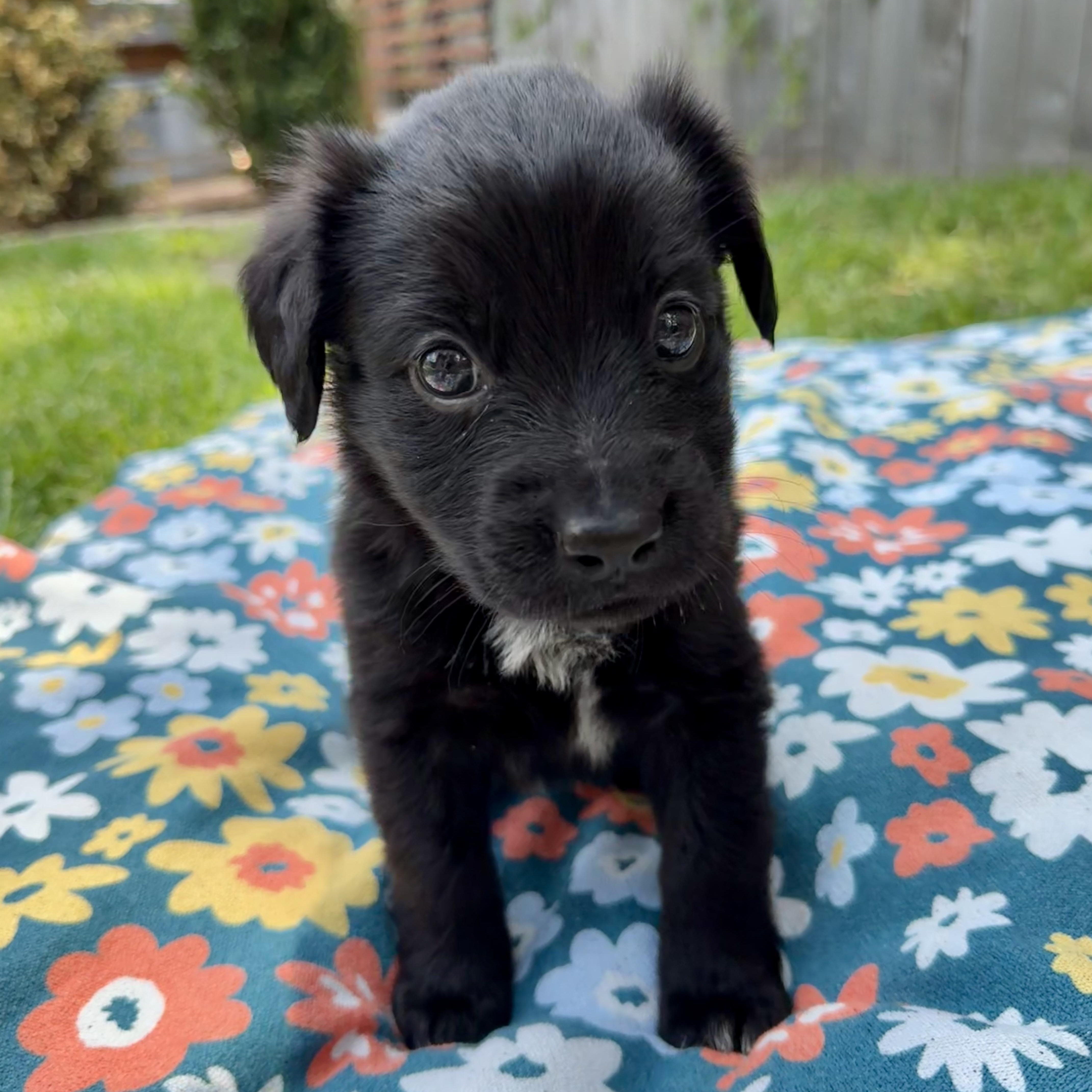 Dog for adoption - Aurora, a Black Labrador Retriever Mix in Ridgefield, NJ | Petfinder