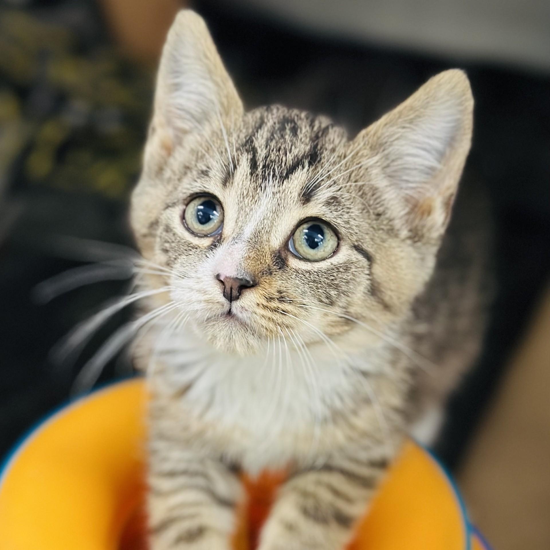 Cat for adoption - Petrie, a Domestic Short Hair in Jackson, NJ | Petfinder