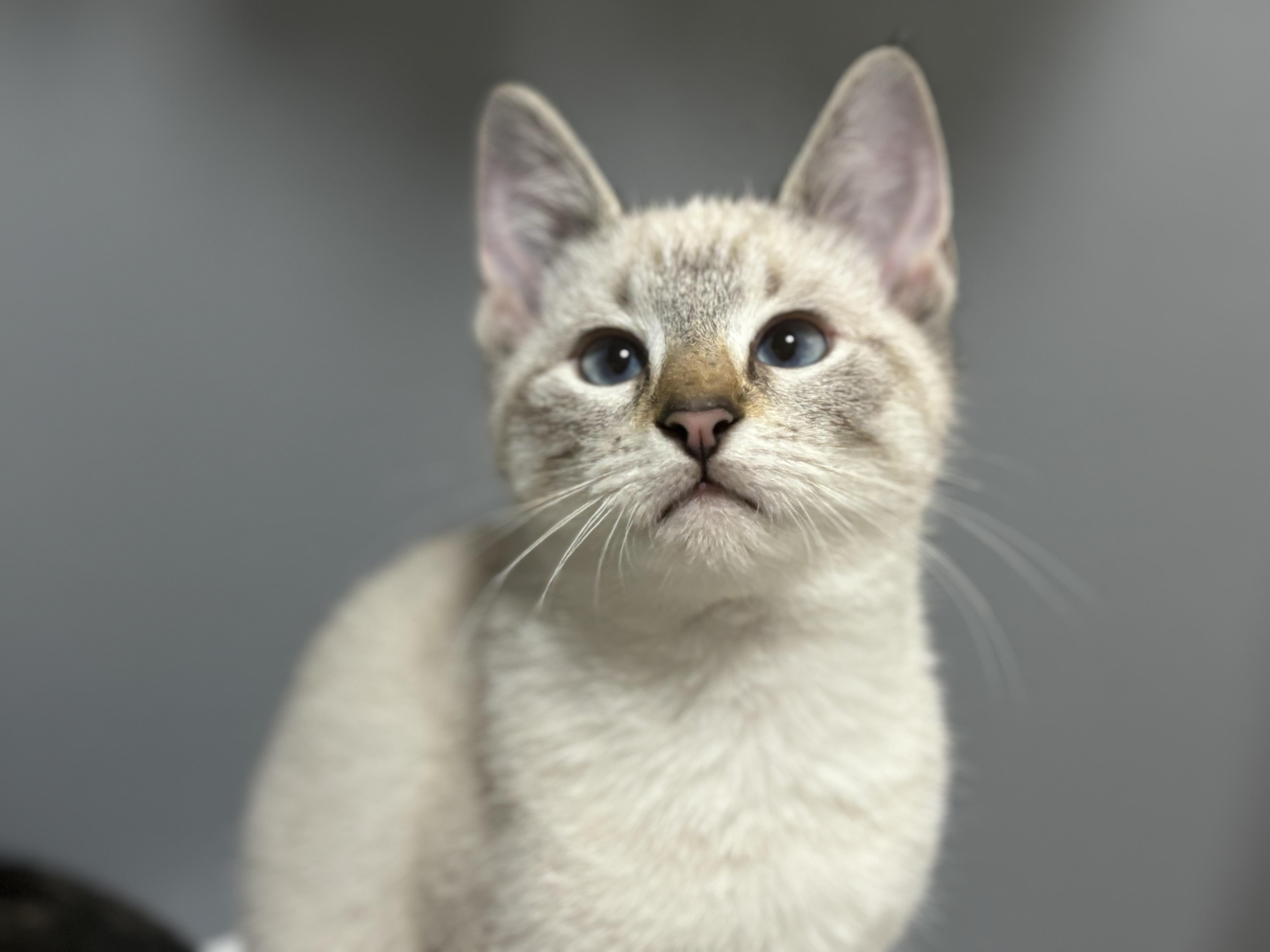 Cat for adoption - Slinky & Clue(less), a Siamese Mix in Keene, NH ...