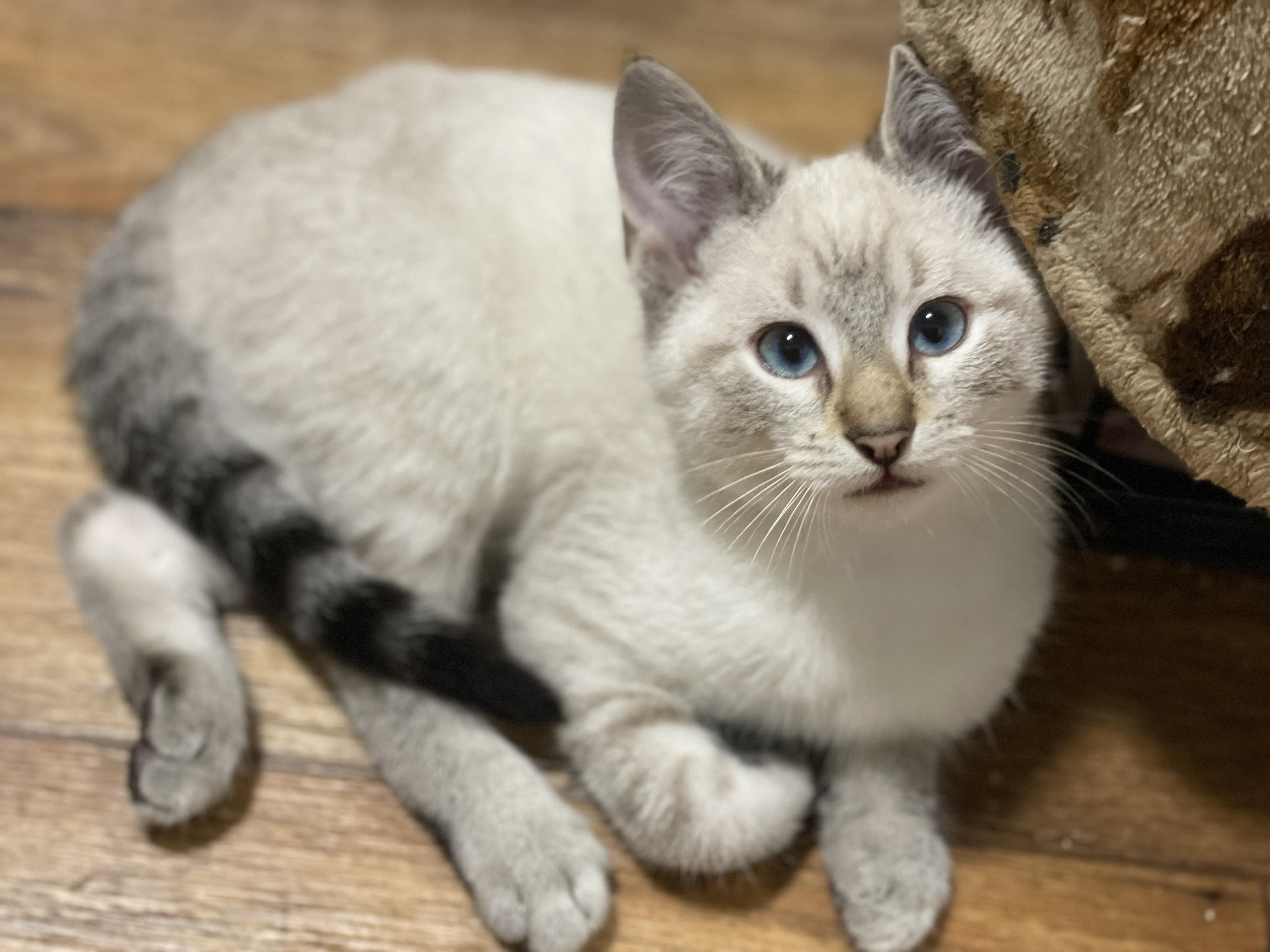 Cat for adoption - Slinky & Clue(less), a Siamese Mix in Keene, NH ...