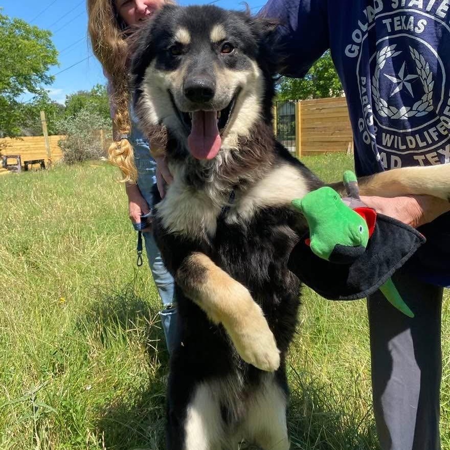 Dog for adoption - Benson James Bone PC, a Retriever & Shepherd Mix in ...