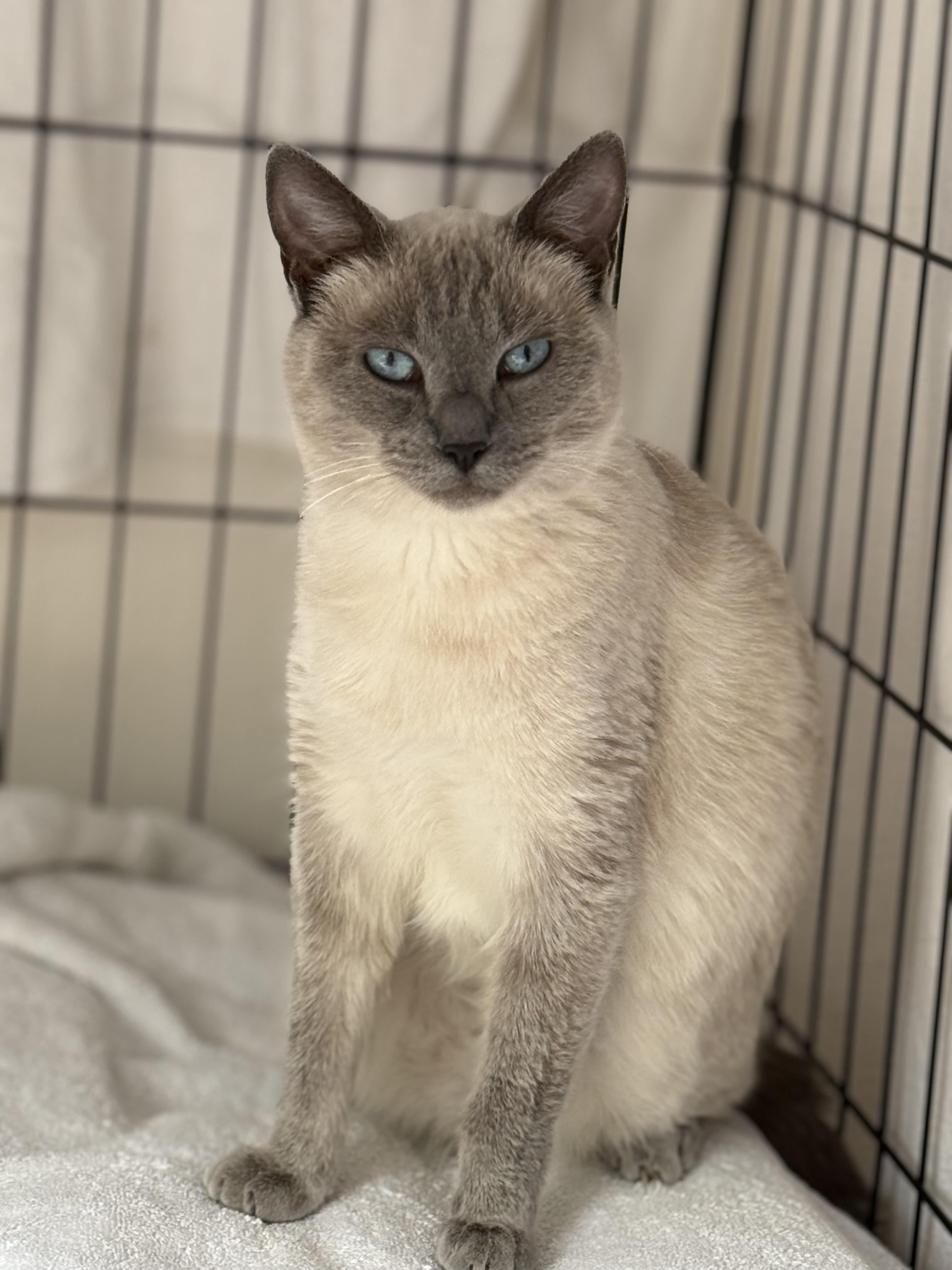 Cat for adoption - Moira Rose, a Domestic Short Hair in Davis, CA ...