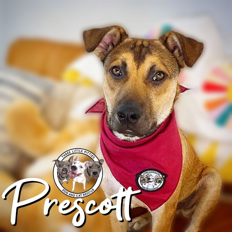 Dog for adoption - Prescott Livingston, a Labrador Retriever & Black ...
