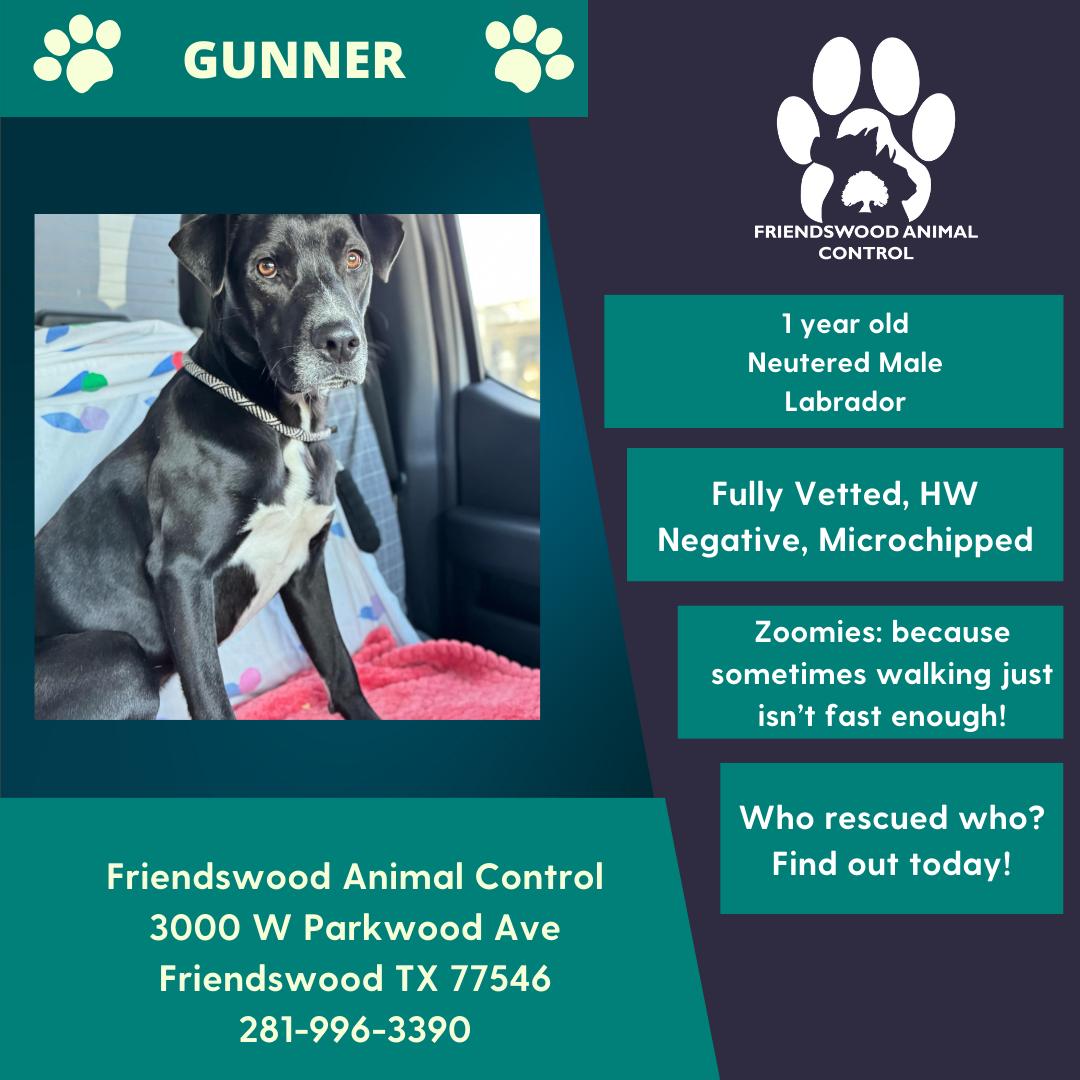 Dog for adoption - Gunner, a Black Labrador Retriever Mix in ...