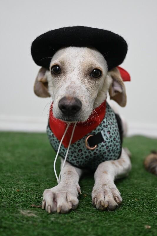 Dog for adoption - Dixie, a Whippet & Labrador Retriever Mix in ...