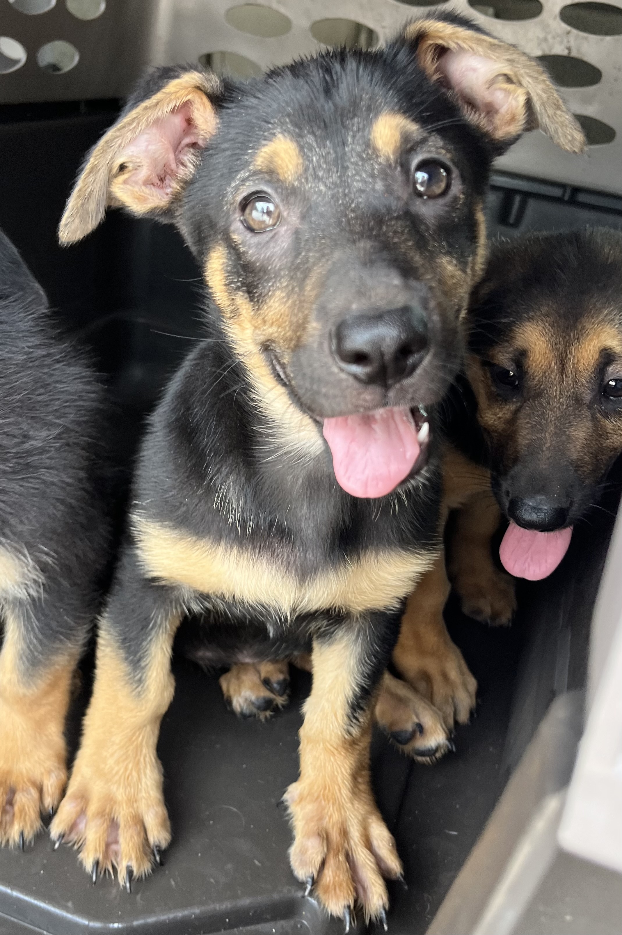 Dog for adoption - Boo, a Chiweenie Mix in Charlotte , NC | Petfinder