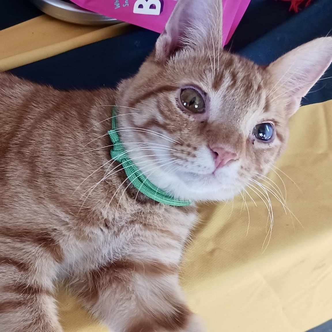 Available Cats and Kittens – Purring Hearts VA