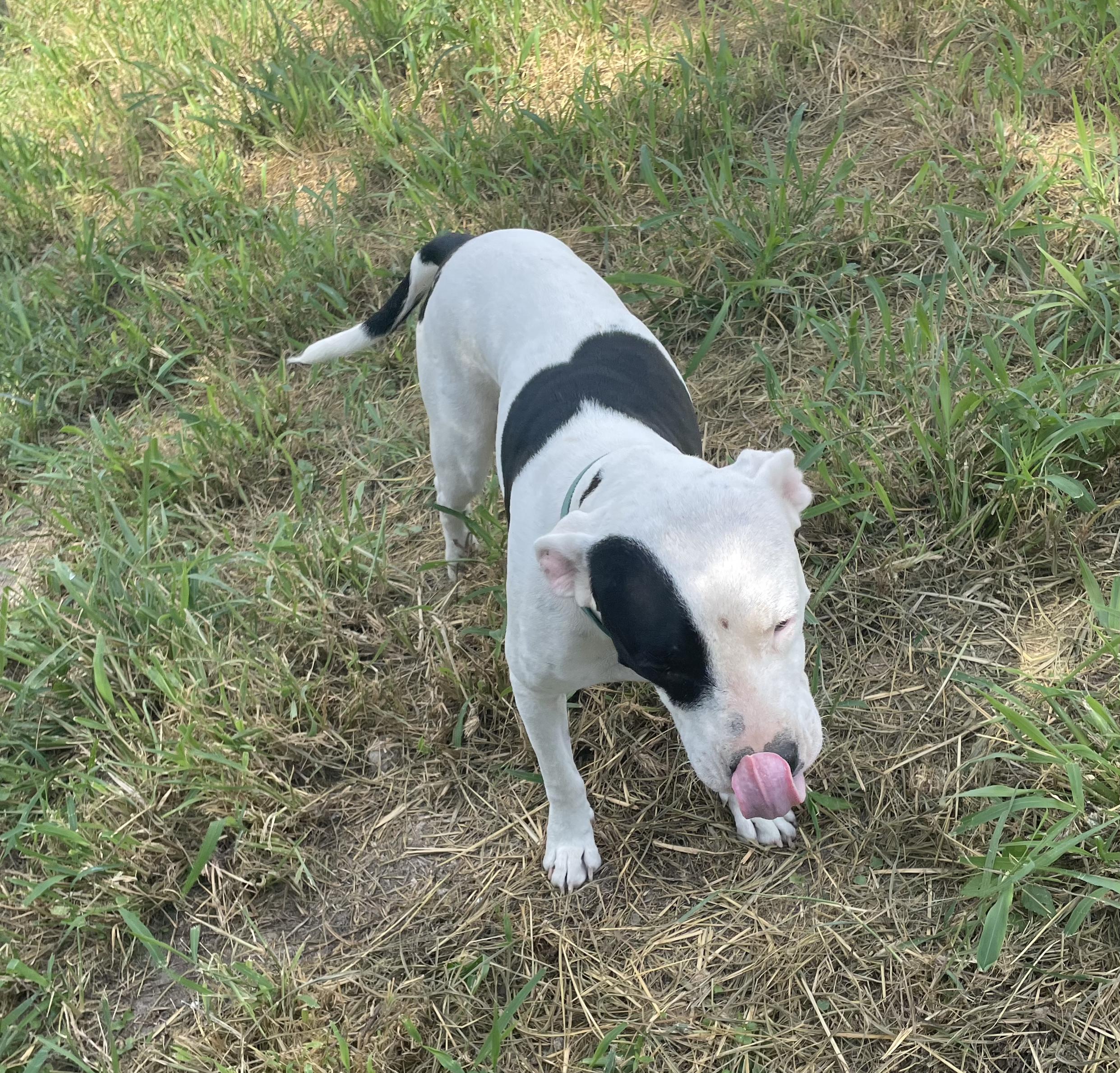 Dog for adoption - Daisy Lou, a Mixed Breed in North conway , NH ...