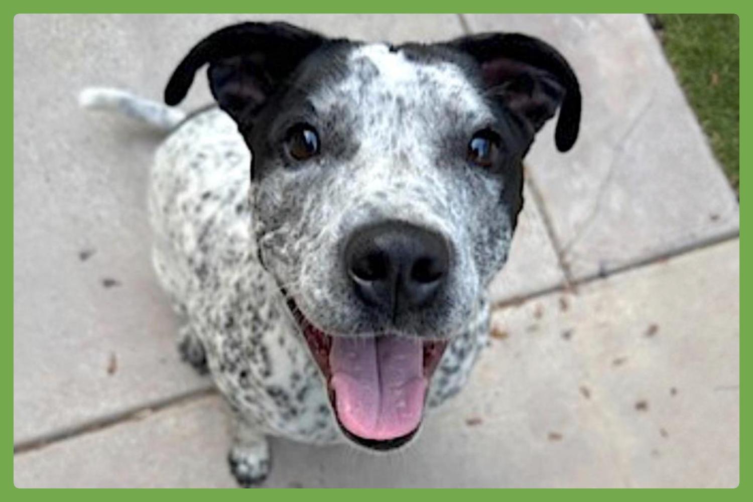 Dog for adoption - Romeo, an English Pointer & Australian Cattle Dog ...