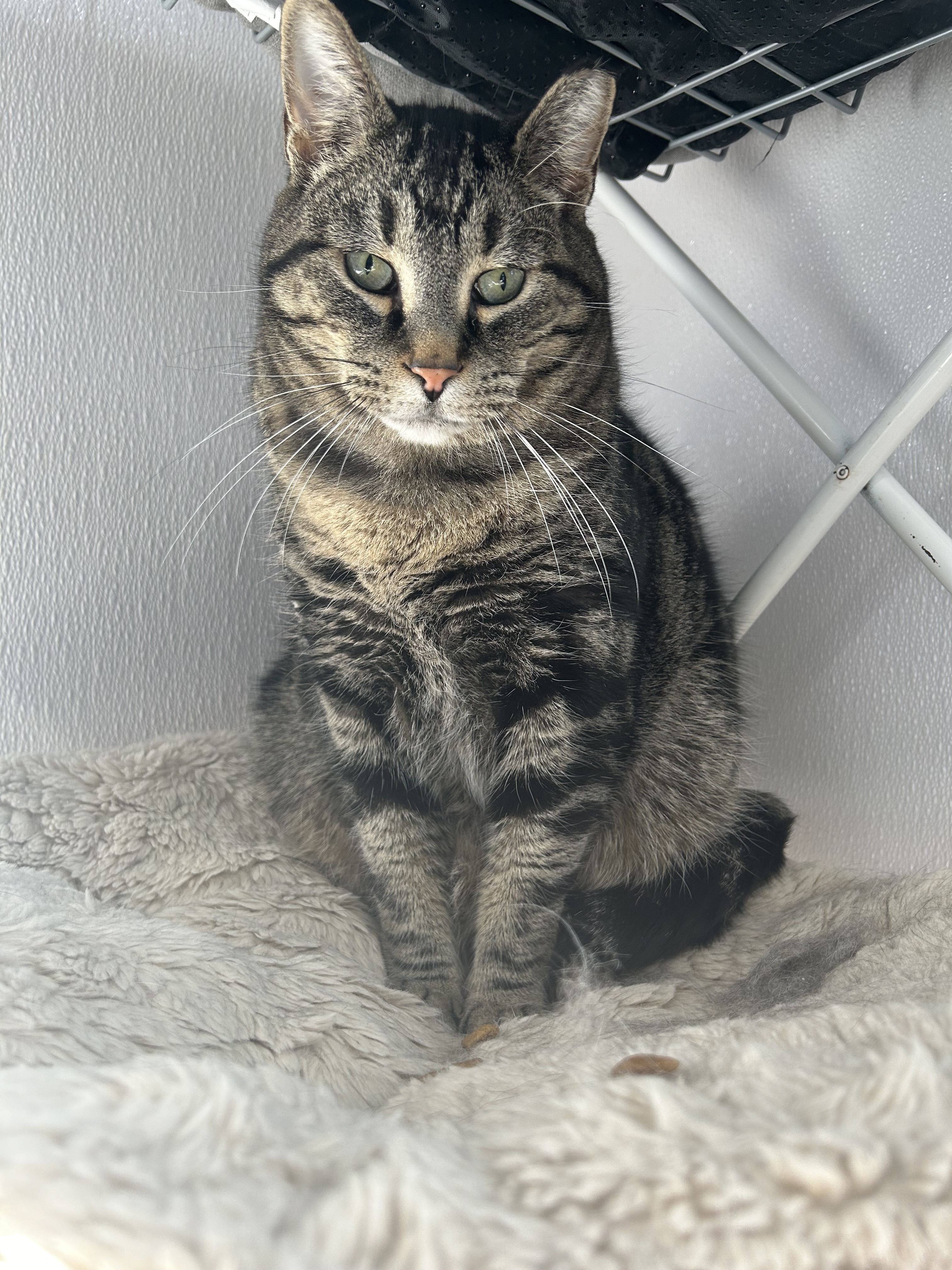 Cat for adoption - Melvin, a Domestic Short Hair in Lansing, MI | Petfinder