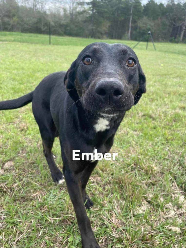 Dog for adoption - Ember (Fire tower litter), a Labrador Retriever in ...