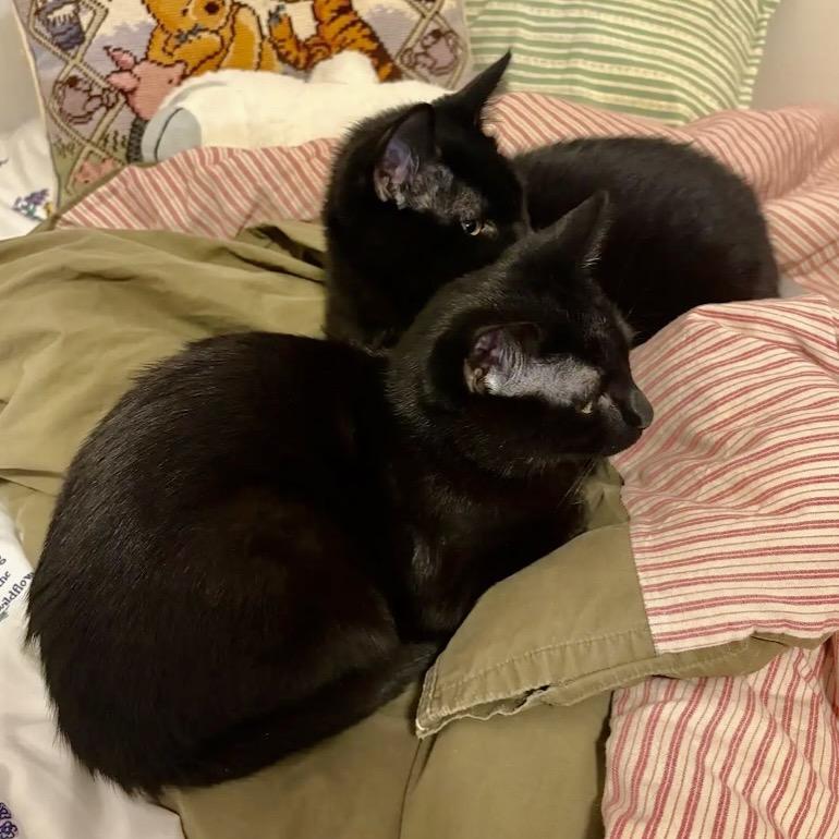 Cat for adoption - Darling and Sweetheart, a Domestic Short Hair in ...