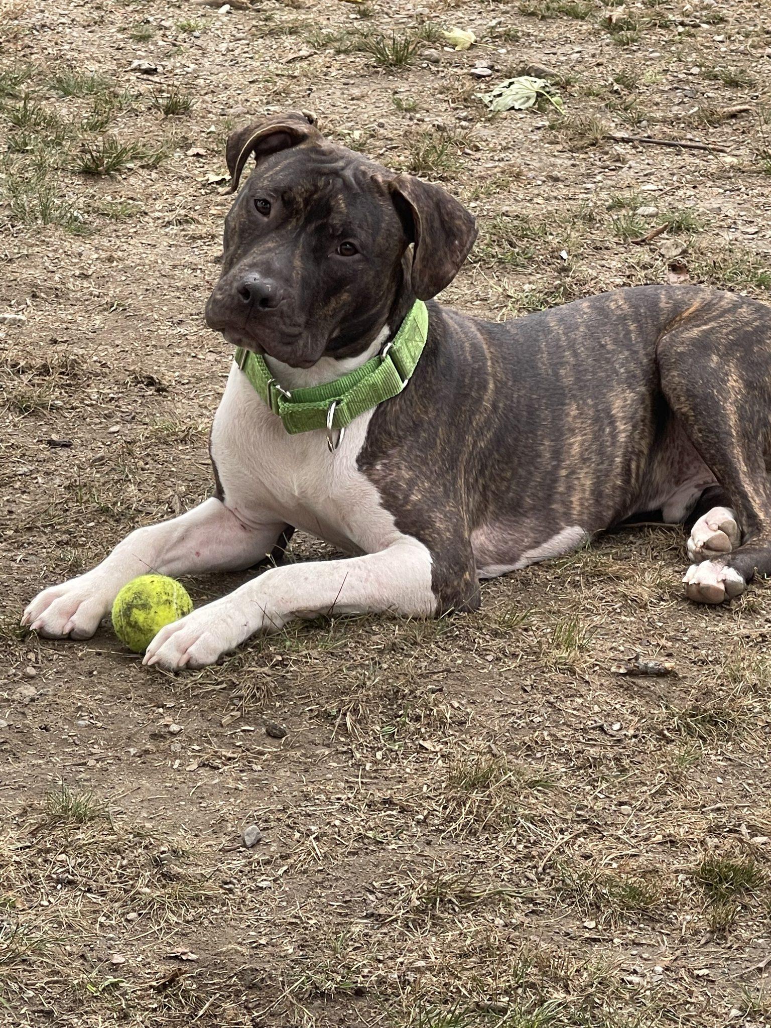Dog for adoption - Berto, an American Bully Mix in Acushnet, MA | Petfinder