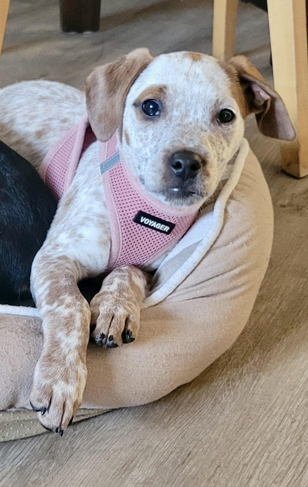 Dog for adoption - Magnolia, a Cattle Dog Mix in Inverness, FL | Petfinder