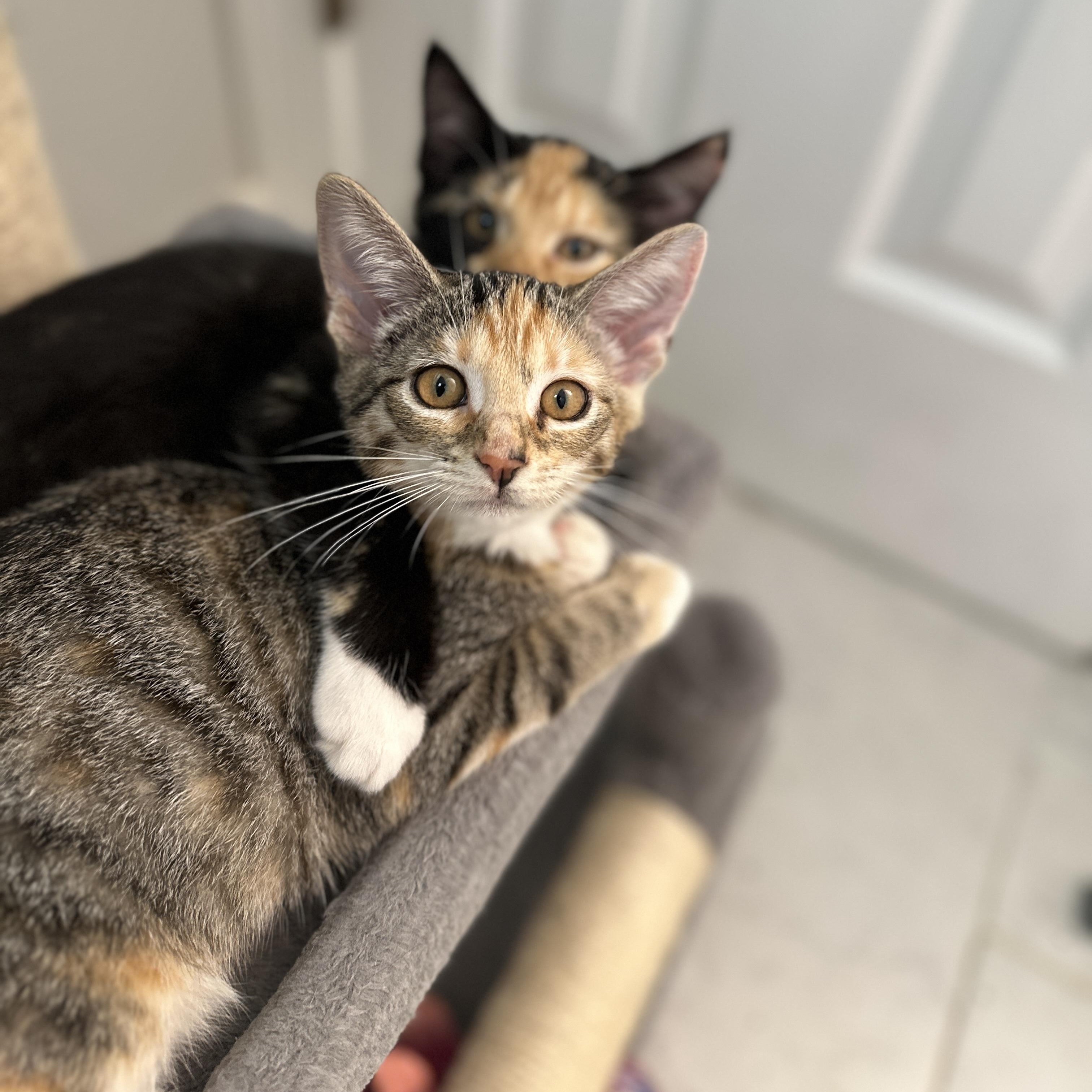 Available Cats and Kittens – Purring Hearts VA