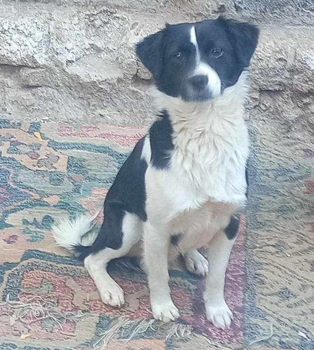 Dog for adoption - Bobby, a Border Collie Mix in Kelowna, BC | Petfinder