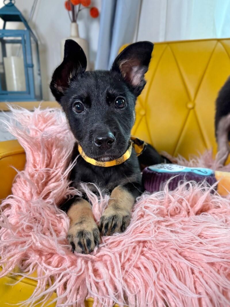 Dog for adoption - Jack Tango, a German Shepherd Dog & Shepherd Mix in ...