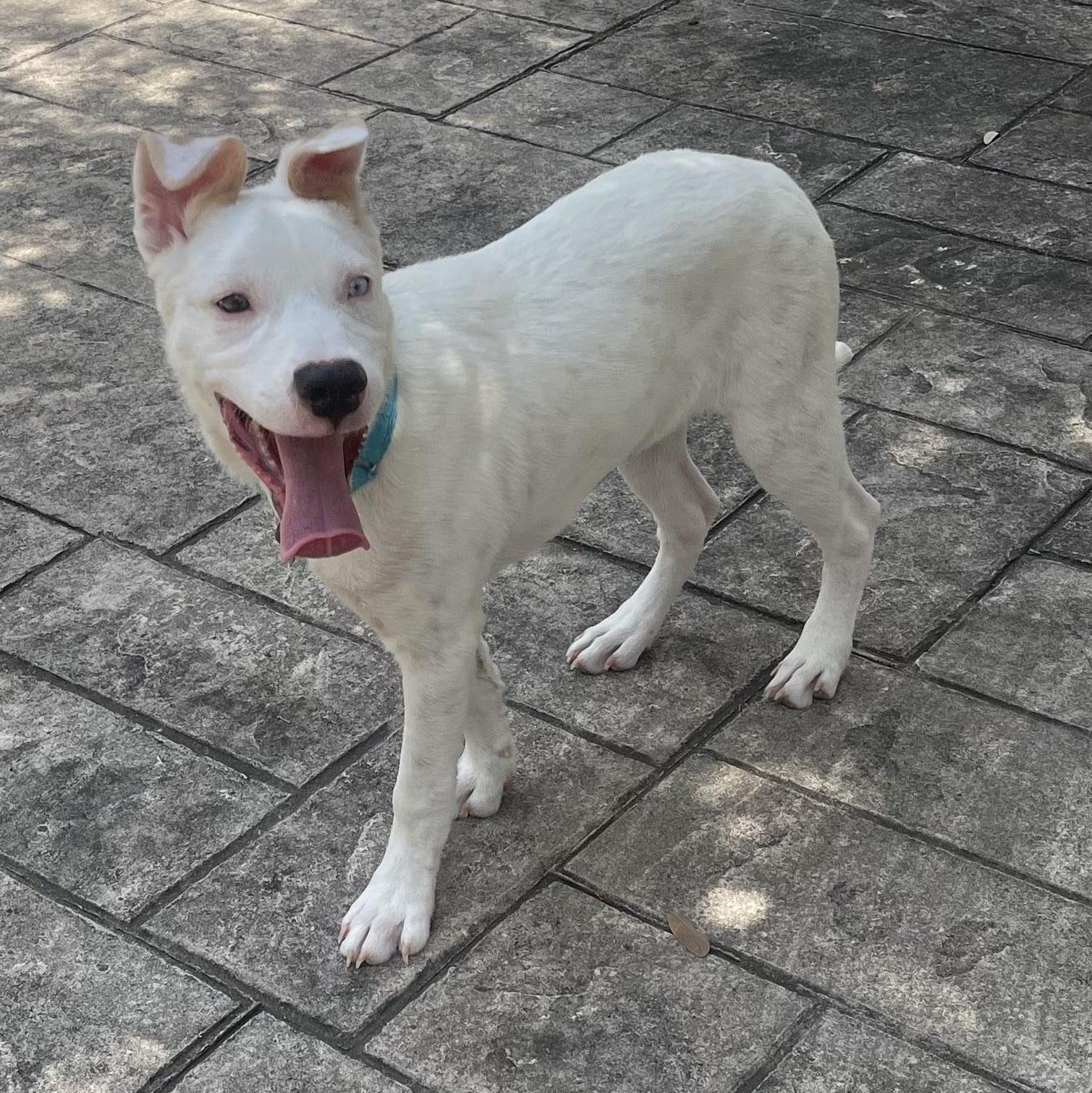 Dog for adoption - Chestnut, a Mixed Breed in Atlanta, GA | Petfinder