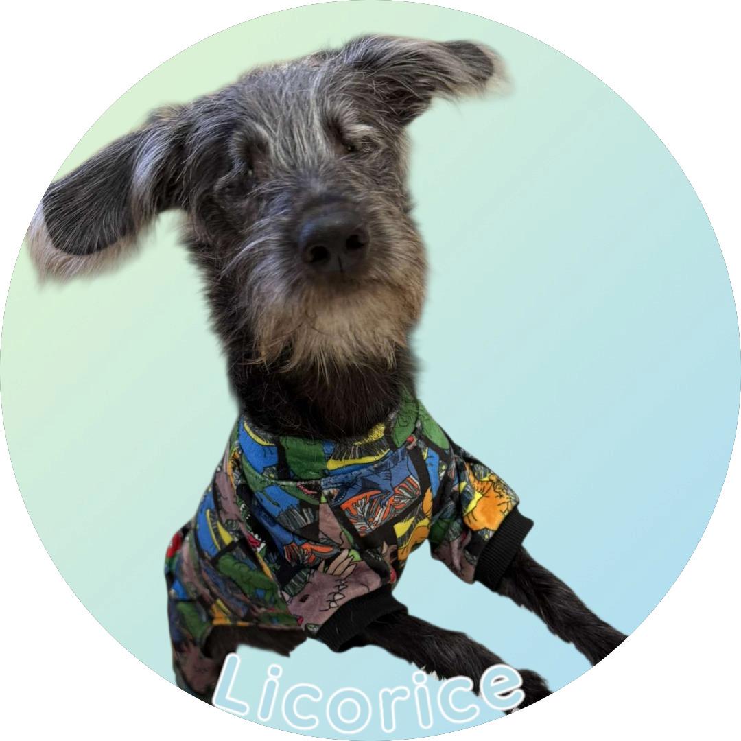 Dog for adoption - Licorice, a Miniature Pinscher & Wirehaired ...