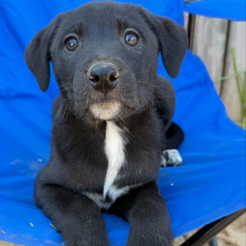 Dog for adoption - Sapphire, a Black Labrador Retriever Mix in ...
