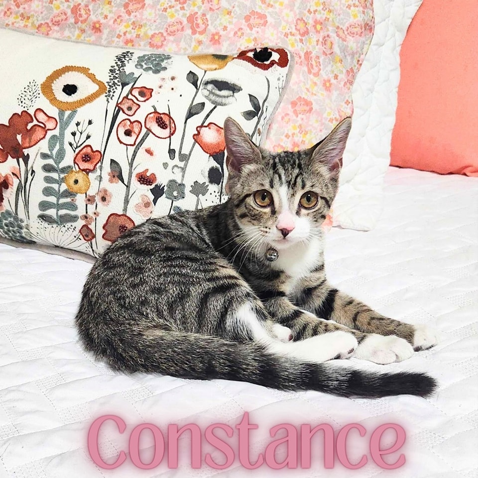 Cat for adoption - Constance *Male Kitty friend required*, a Tabby ...