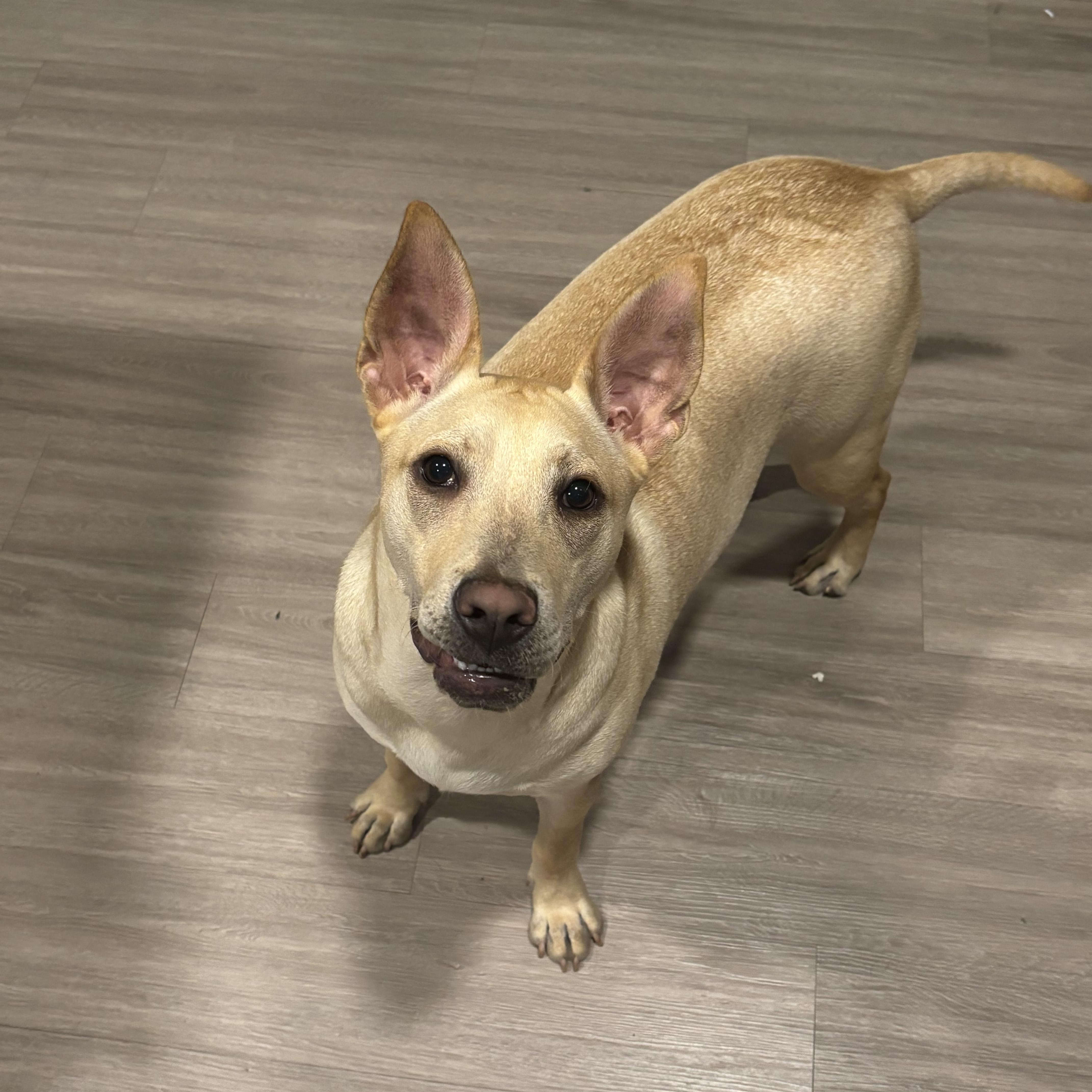 Dog for adoption - Rhea, a Carolina Dog Mix in Stowe, VT | Petfinder