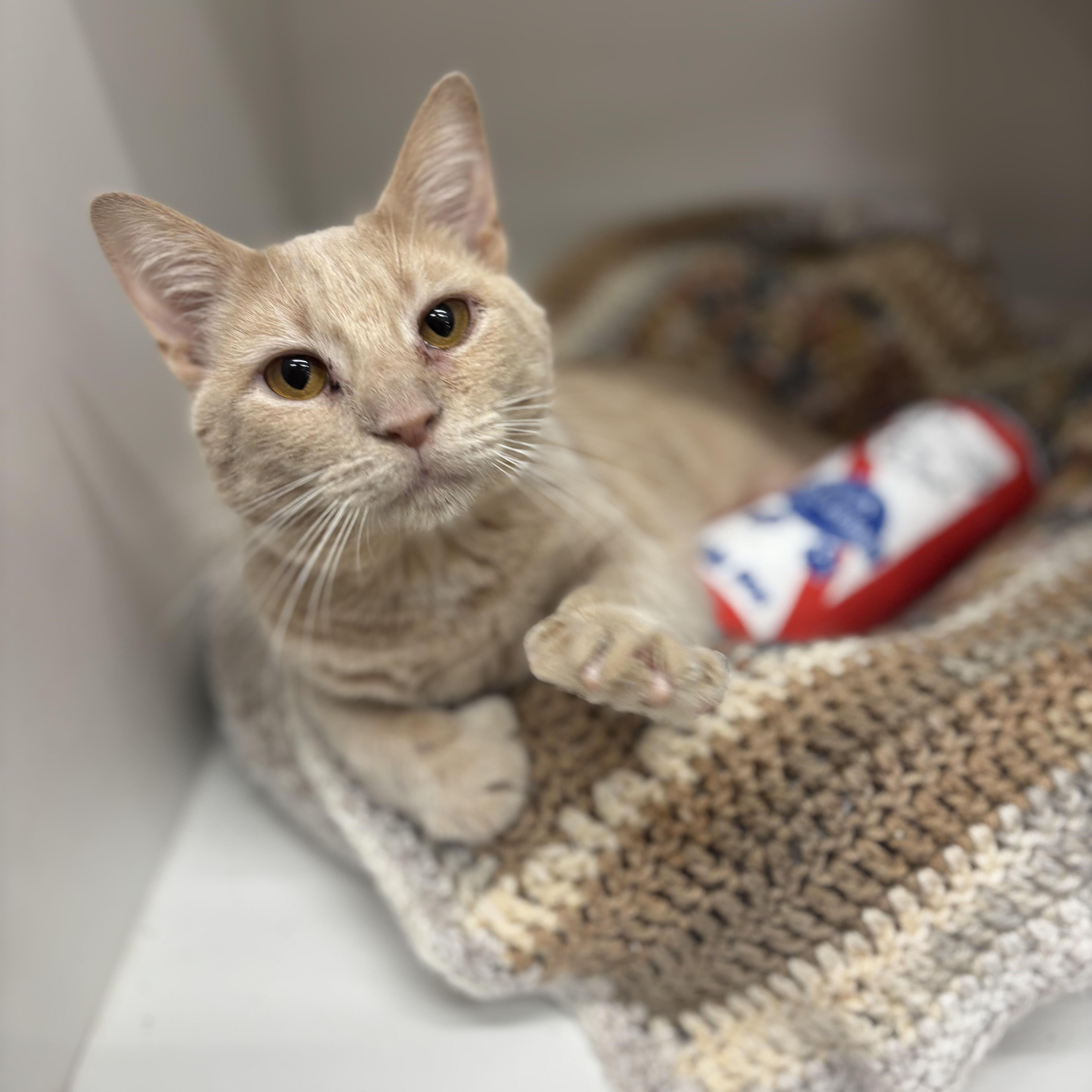 Cat for adoption - Pinwheel, a Domestic Short Hair in Pardeeville, WI ...