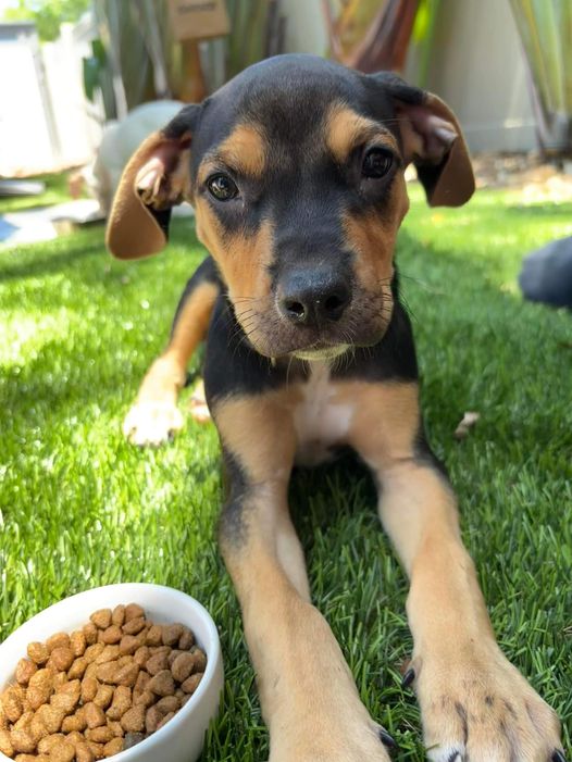 Florida Dog Adoptions | Dogs for Adoption in FL