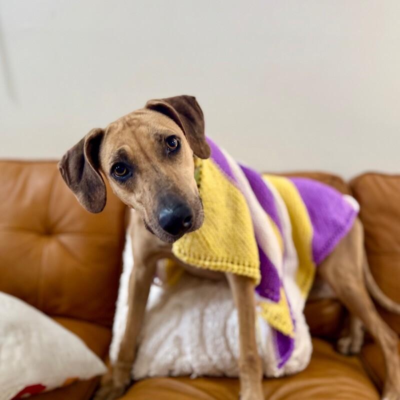 Dog for adoption - Lovely Lizzie so demure and so sweet, a Greyhound ...