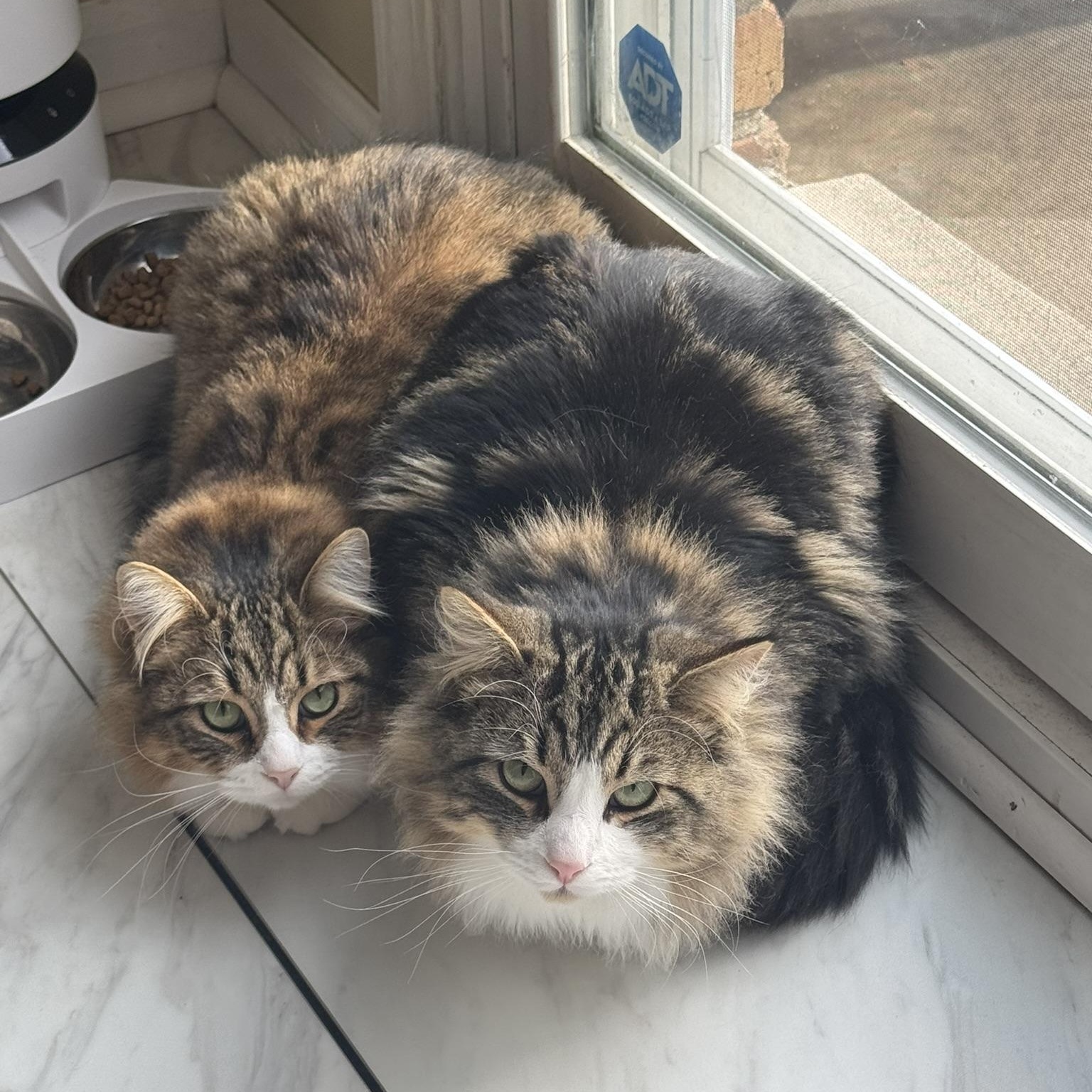 Cat for adoption - Peanut Butter & Jelly (Bonded Pair), a Domestic Long ...