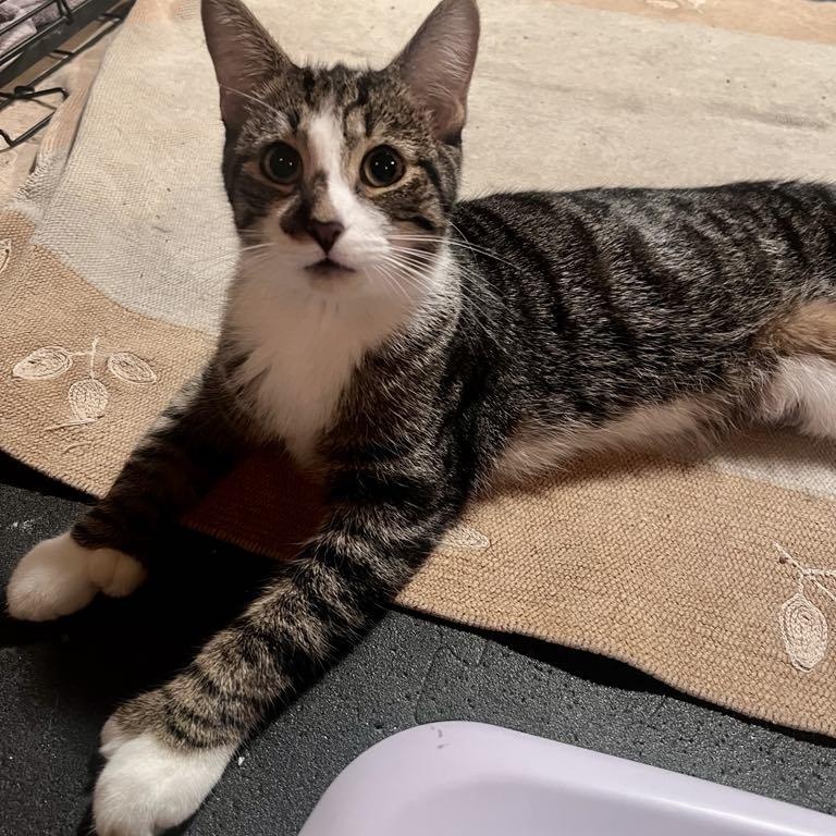 Cat for adoption - Sir Snugglesworth, an Extra-Toes Cat / Hemingway ...