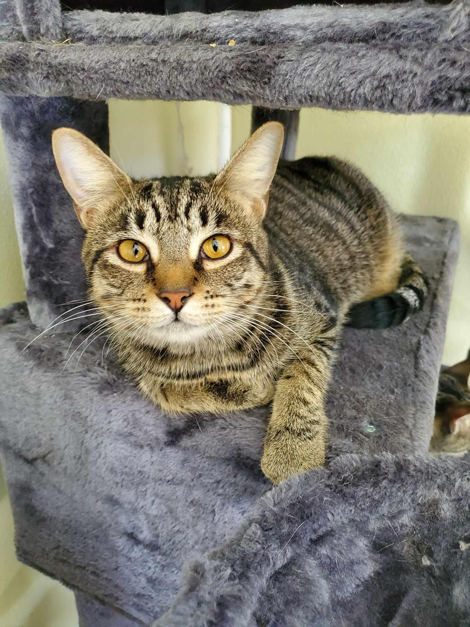 Cat for adoption - Snickers, a Domestic Short Hair in Umatilla, FL ...