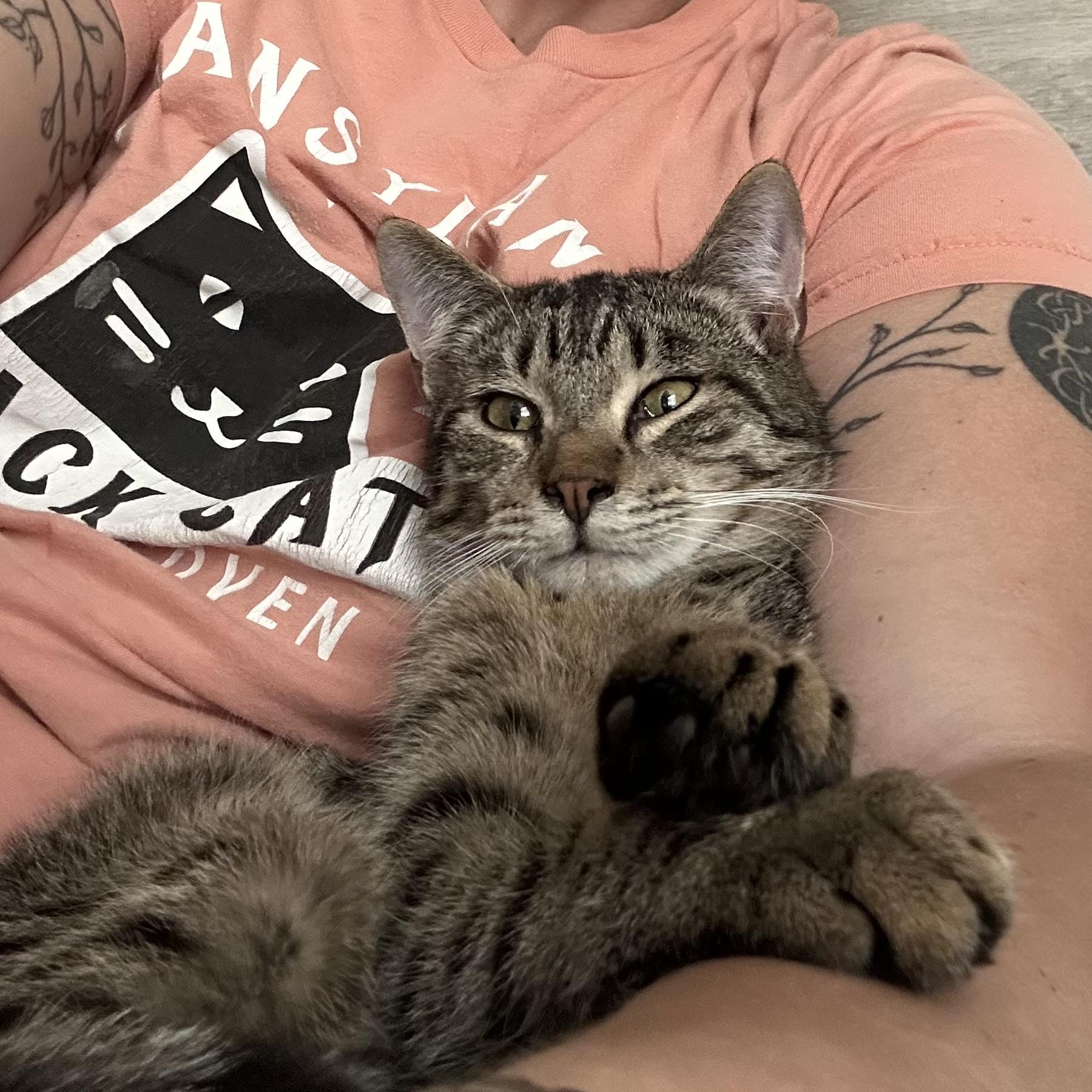 Cat for adoption - Toby, a Domestic Short Hair & Tabby Mix in Citra, FL ...