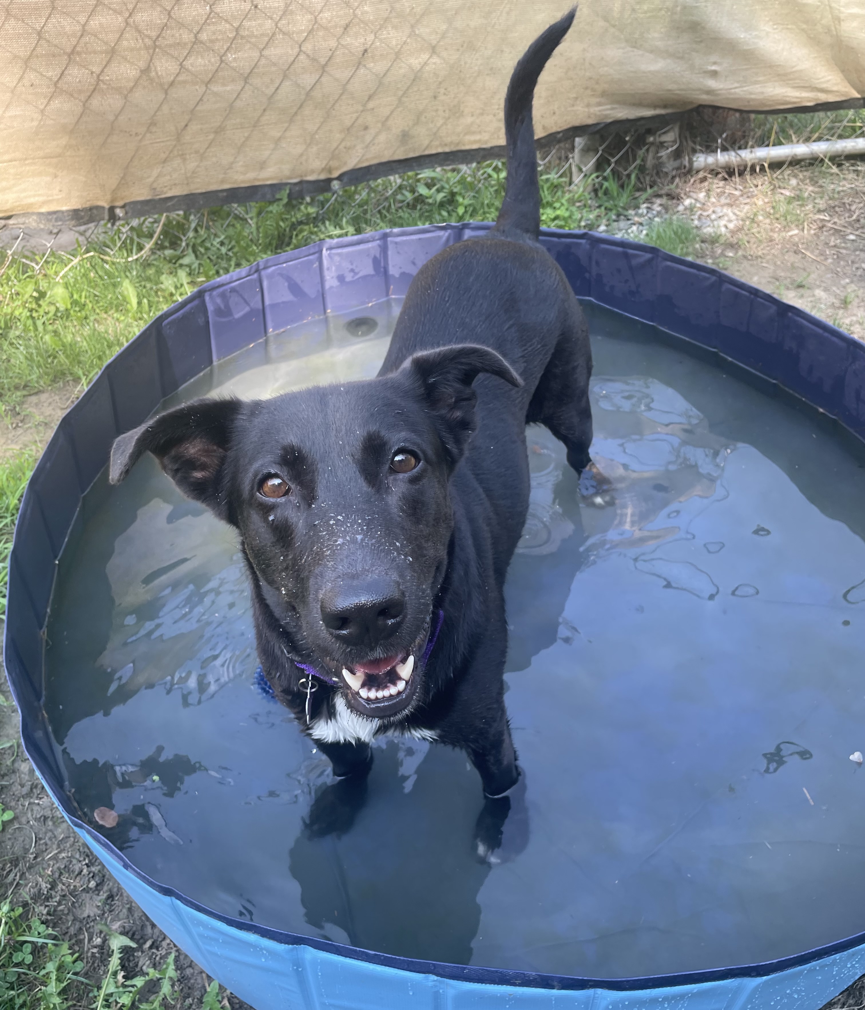 Dog for adoption - Cheez-It, a Labrador Retriever in Marshall, NC ...