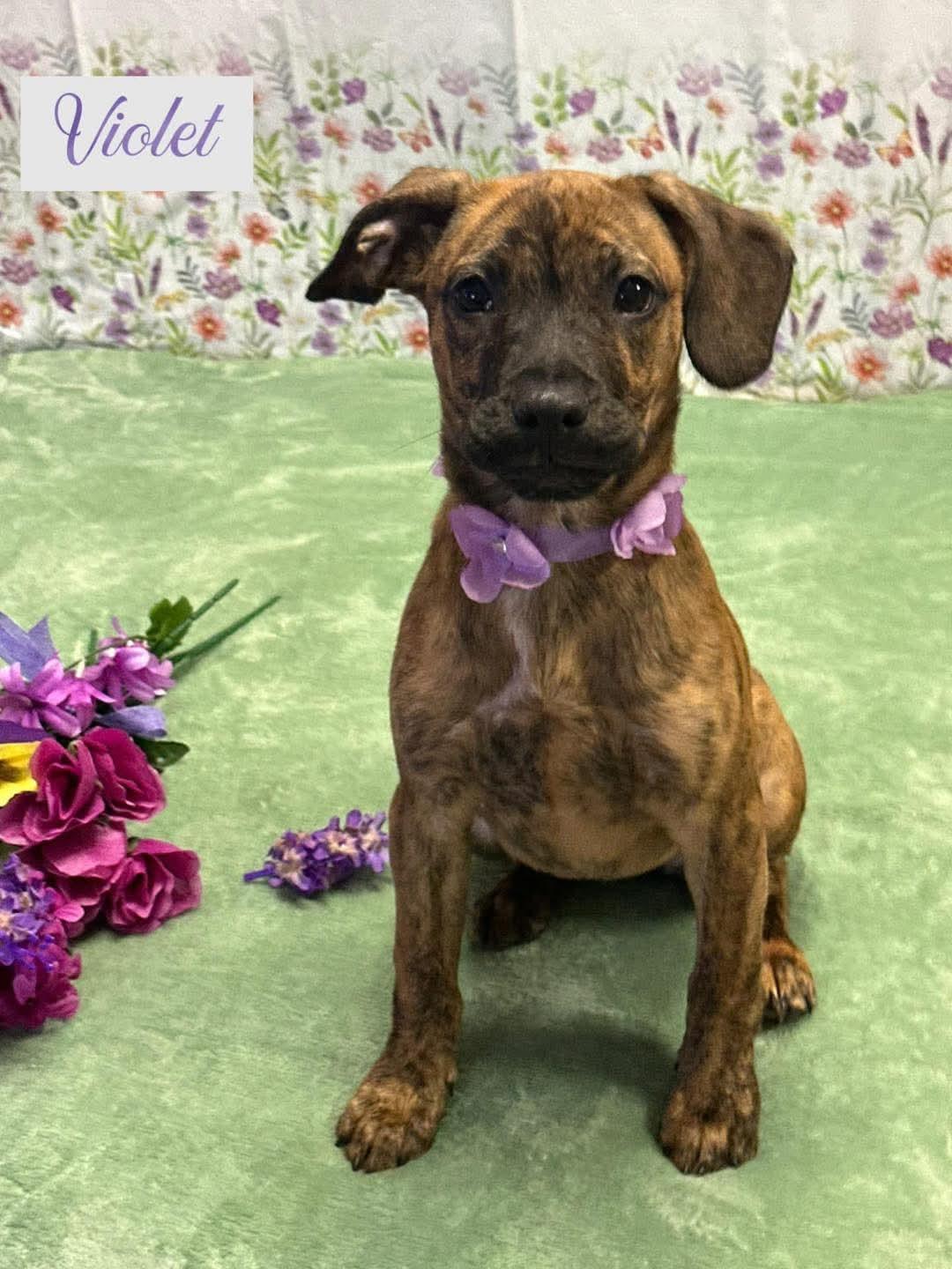 Dog for adoption - Violet, a Mixed Breed in Washington , PA | Petfinder