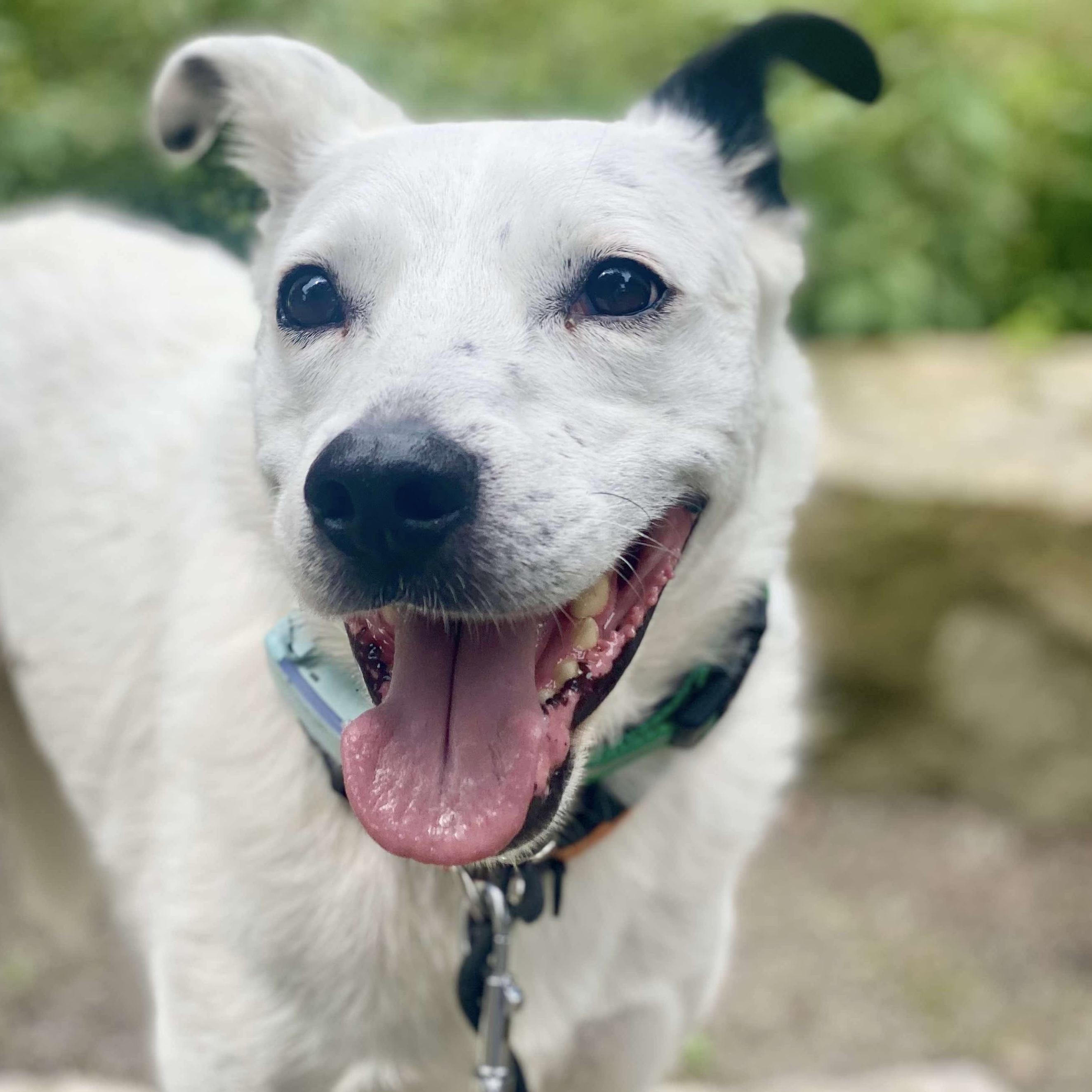 Dog for adoption - Snoopy, a Mixed Breed in Kitchener, ON | Petfinder