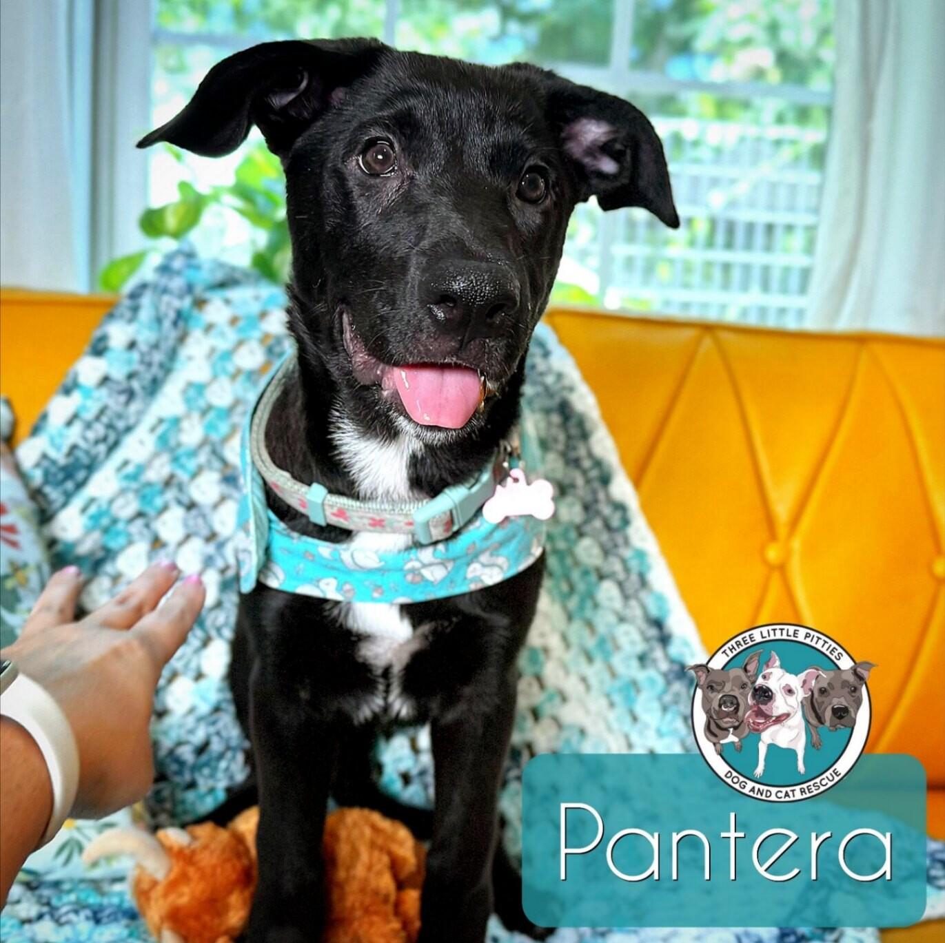 Dog for adoption - Pantera Hebert, a Labrador Retriever & German ...