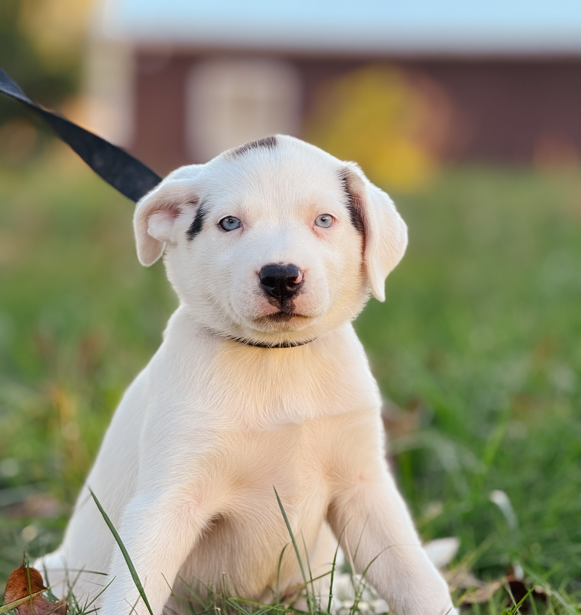 Dog for adoption - Holly - Transport, a Labrador Retriever Mix in Greenwood, IN | Petfinder