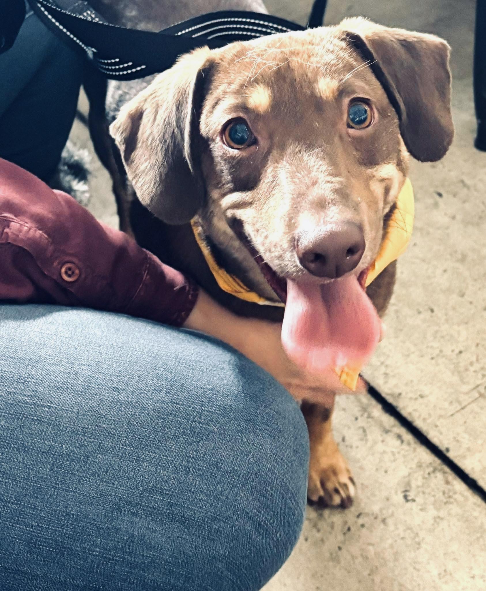 Dog for adoption - Krusty Rusty, a Mixed Breed in Pembroke, MA | Petfinder