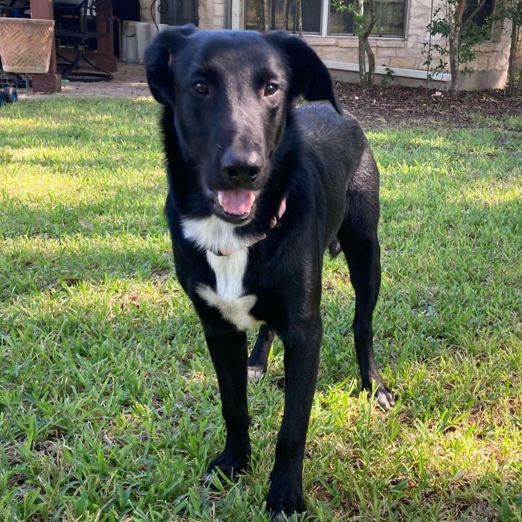 Dog for adoption - Hunter, a Black Labrador Retriever & Flat-Coated ...