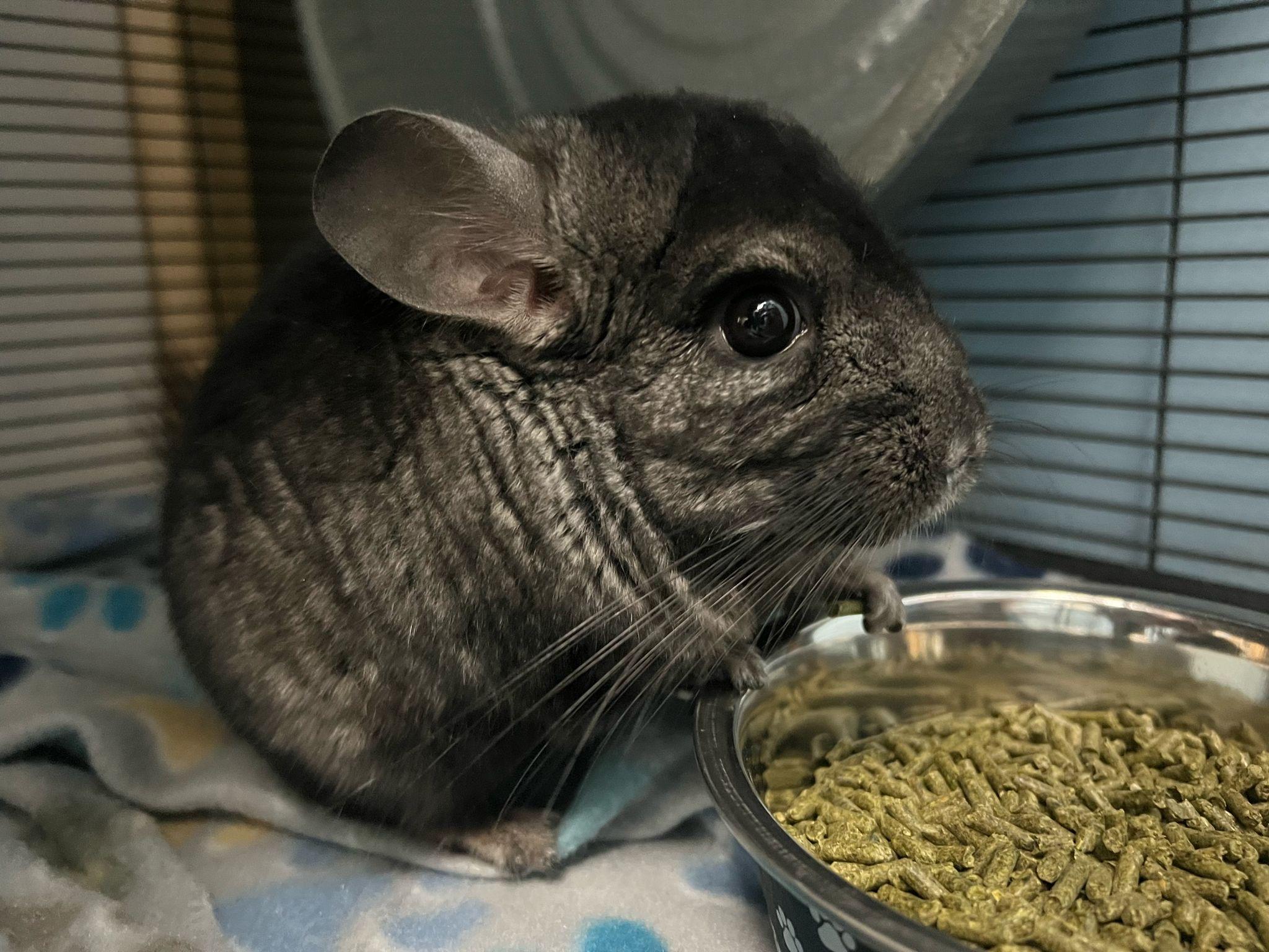 Chinchilla for adoption - Stitch, a Chinchilla in Medford, NY | Petfinder