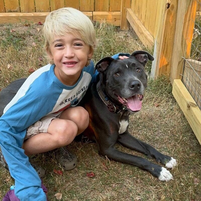 Dog for adoption - Silas O'Donnell, a Pit Bull Terrier & Blue Lacy Mix ...