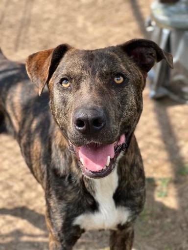 Dog for adoption - Tiger, a Plott Hound & Mountain Cur Mix in TACOMA ...