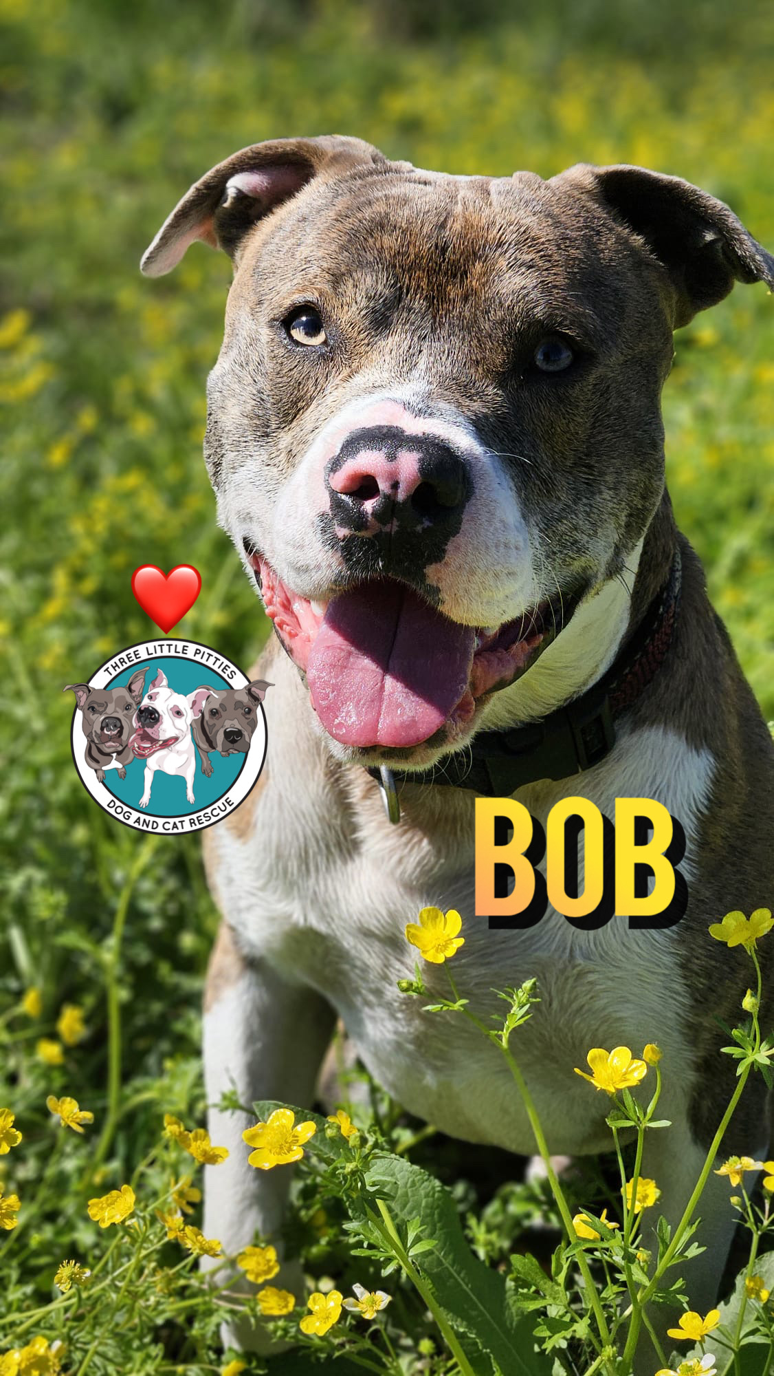 Dog for adoption - Bob Barker Your Loyal Best Friend, a Pit Bull ...