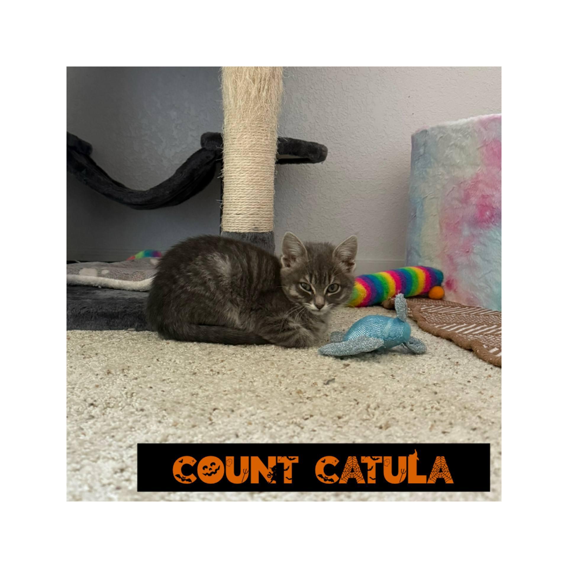 Cat for adoption - Count Catula, a Domestic Short Hair in Fertile, MN ...
