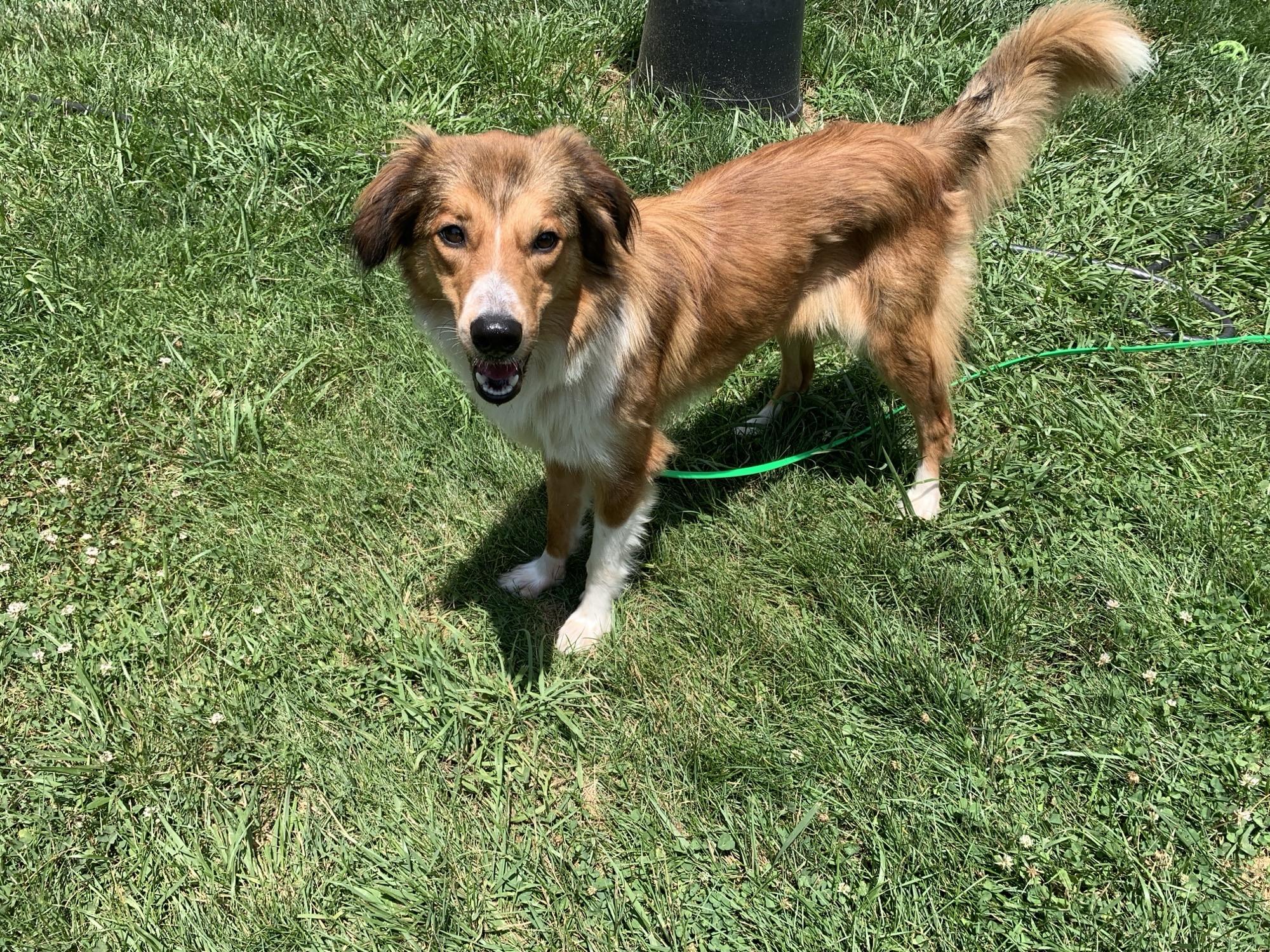 Dog for adoption - Sunshine, a Border Collie Mix in Radford, VA | Petfinder