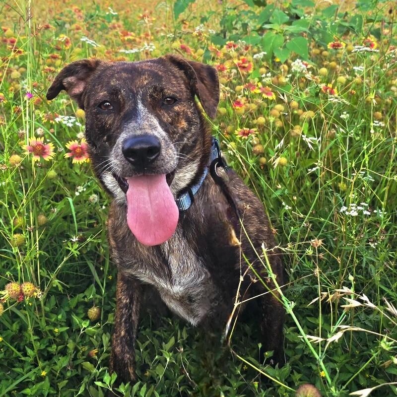 Dog for adoption - Nabila the Gentle Snuggle Nugget, a Labrador ...