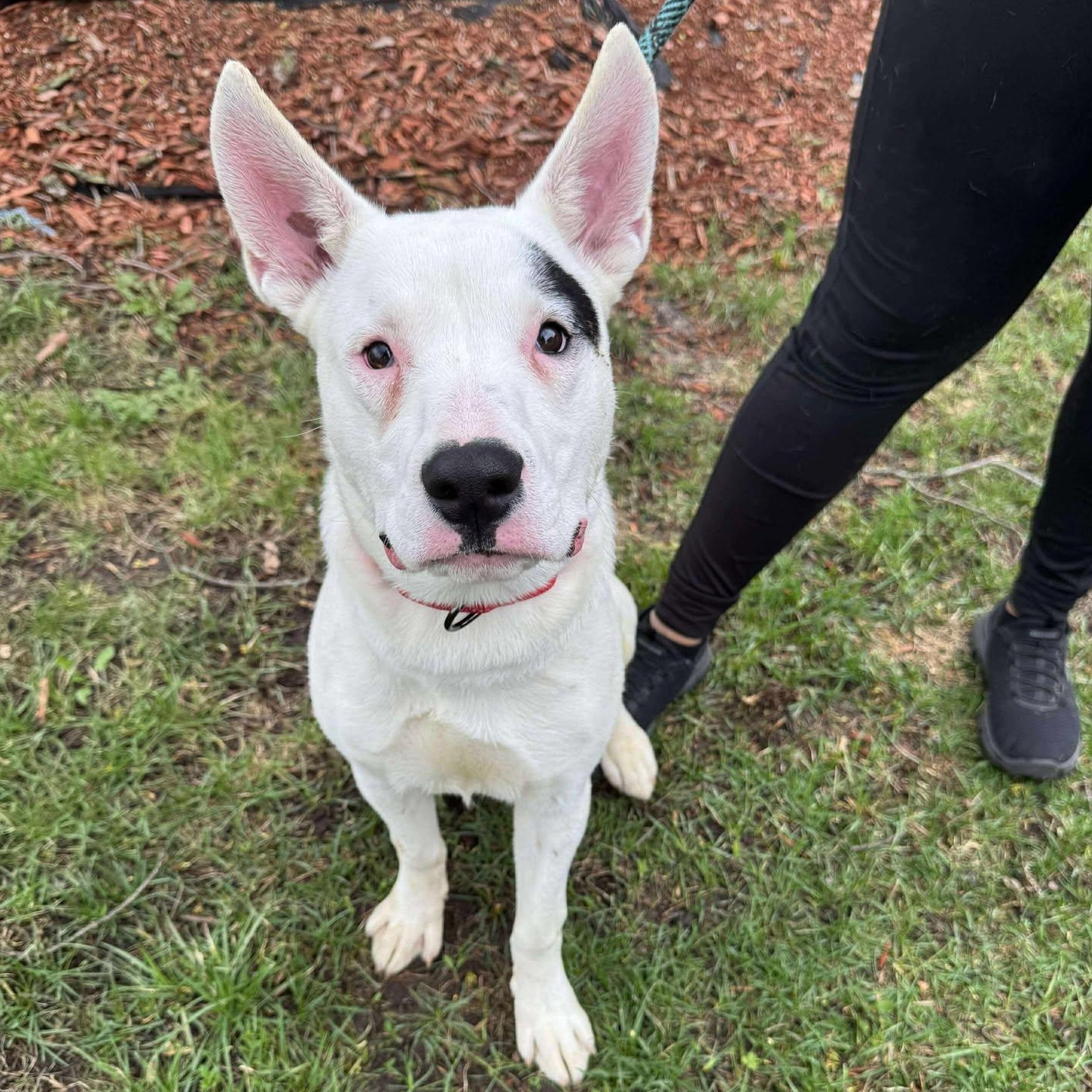 Cedar Bend Humane Society | Adopt a Dog
