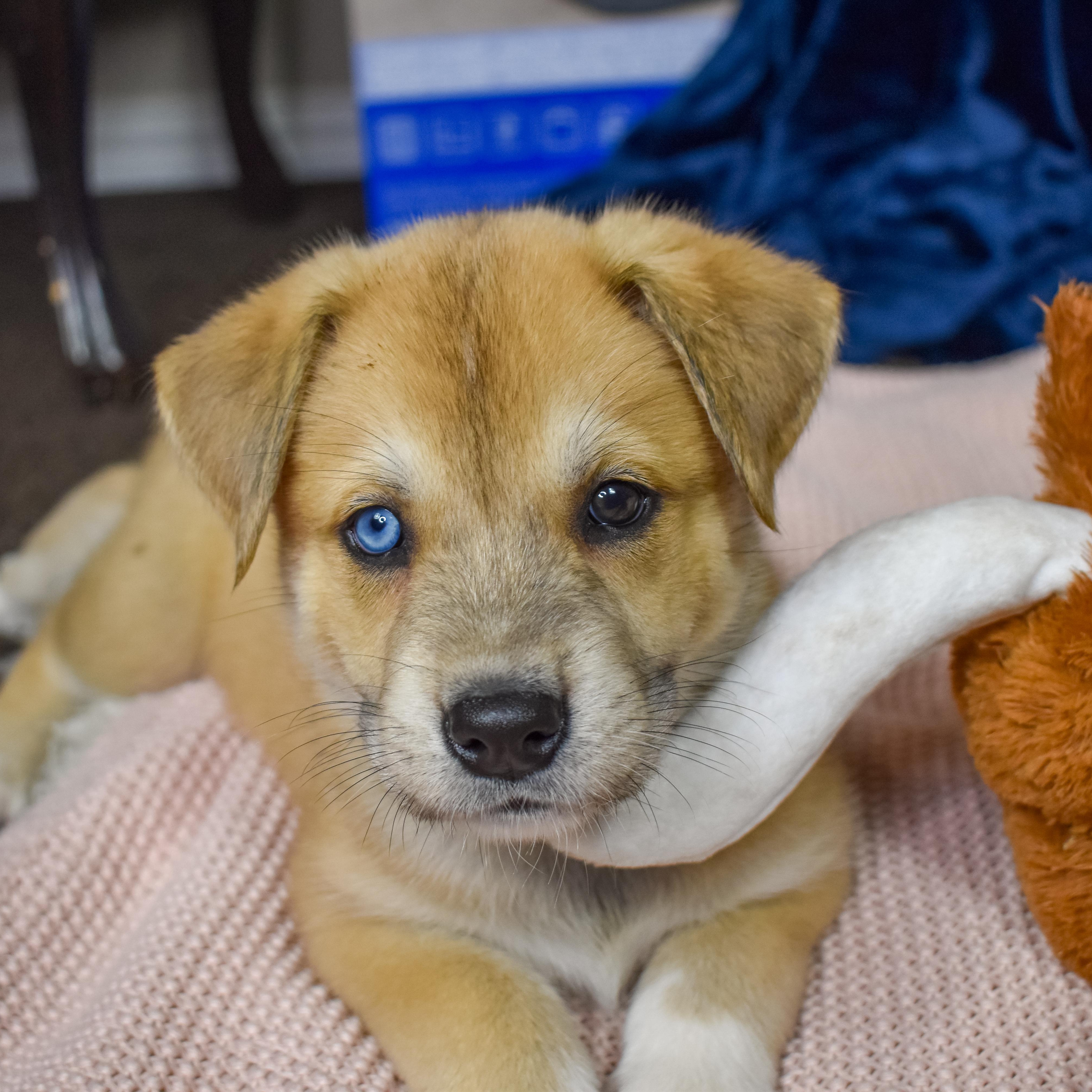 Dog for adoption - Meera, a German Shepherd Dog & Husky Mix in ...