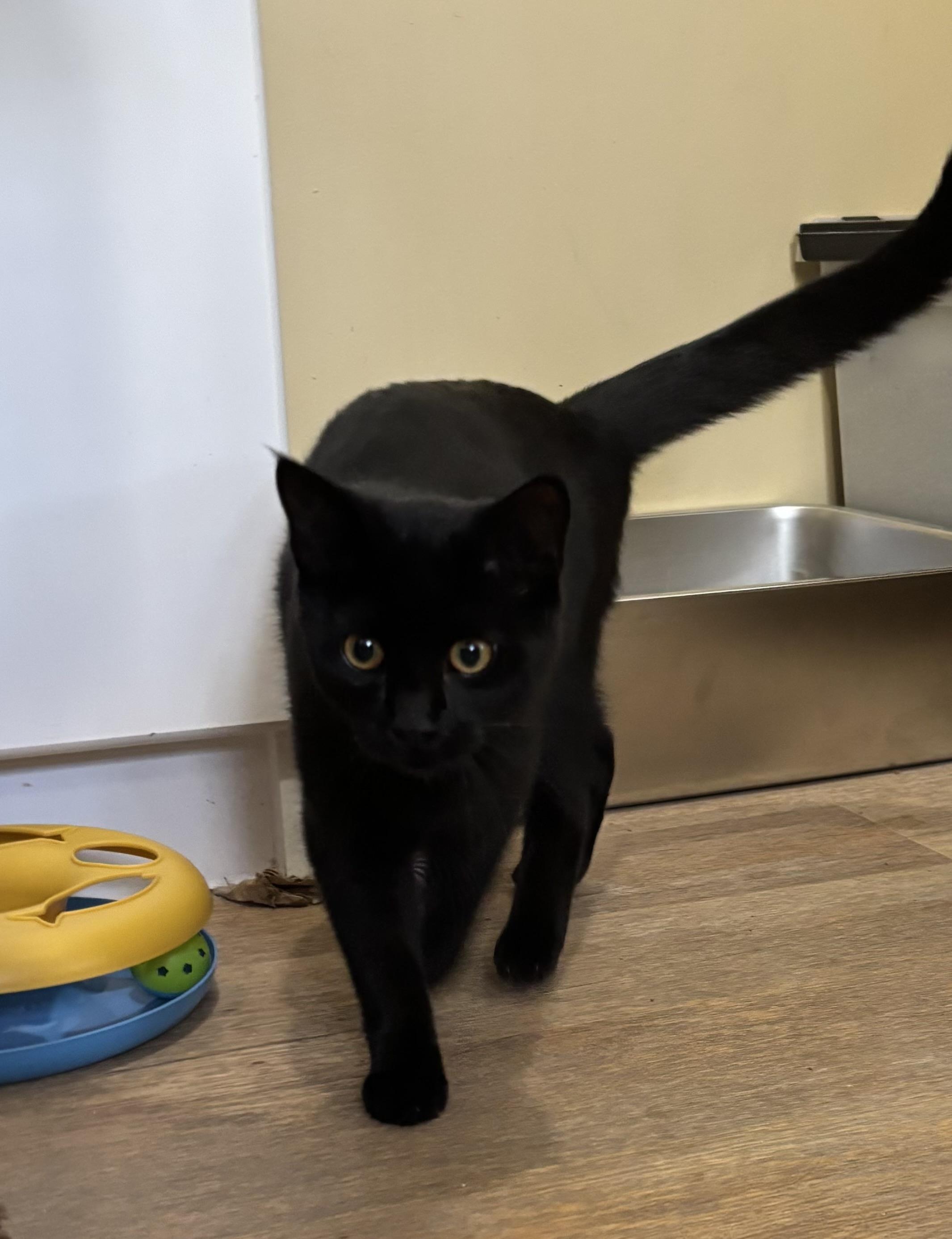 Cat for adoption - The Vegetables, a Domestic Short Hair in Grosse Ile ...